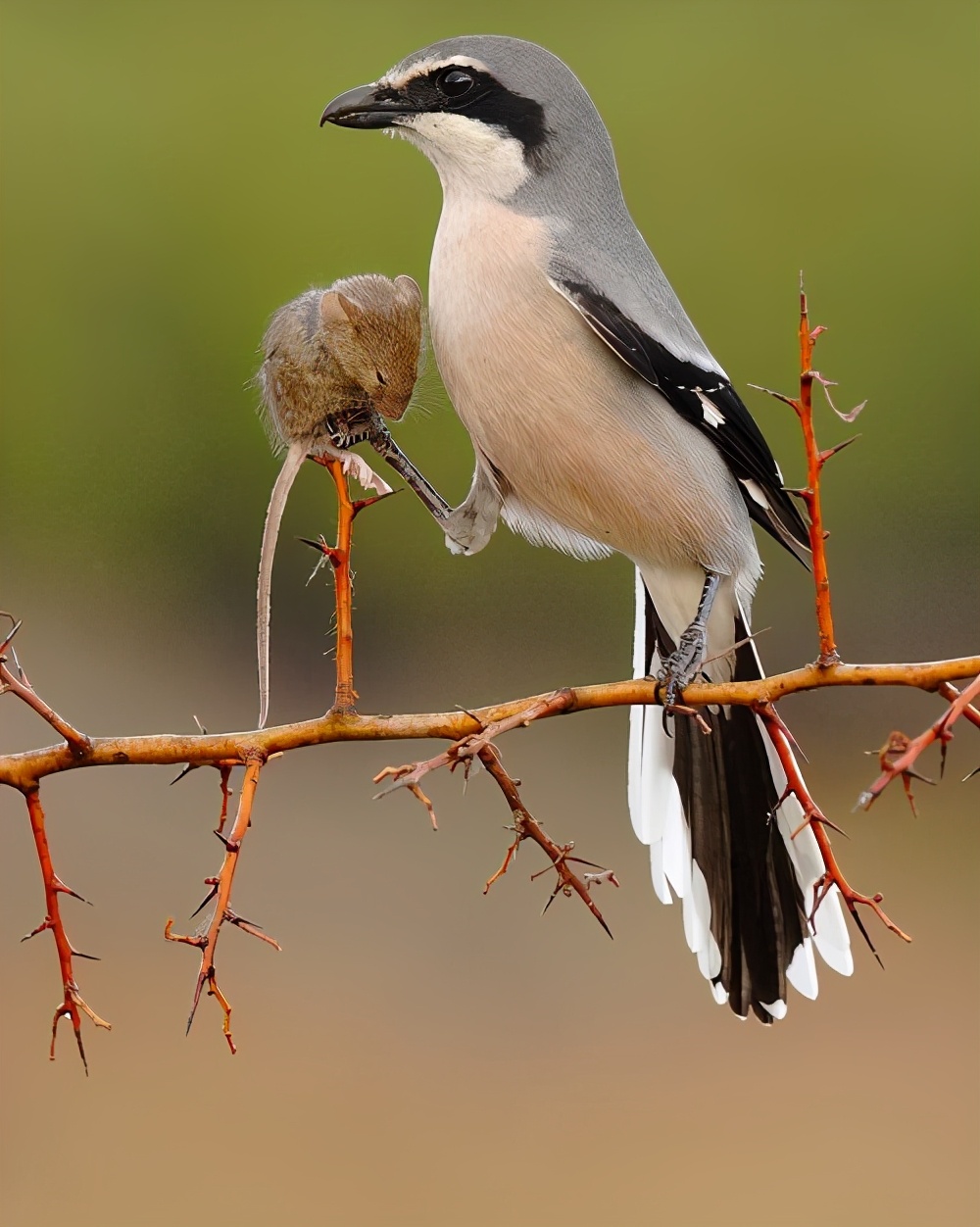 Known as the butcher in the bird, why does the shrike like to hang the ...