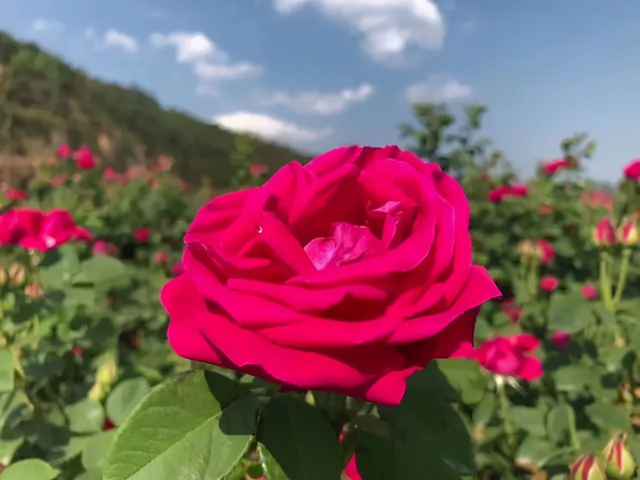 Yunnan's Yunnan flower cake on the tip of the tongue, the most ...