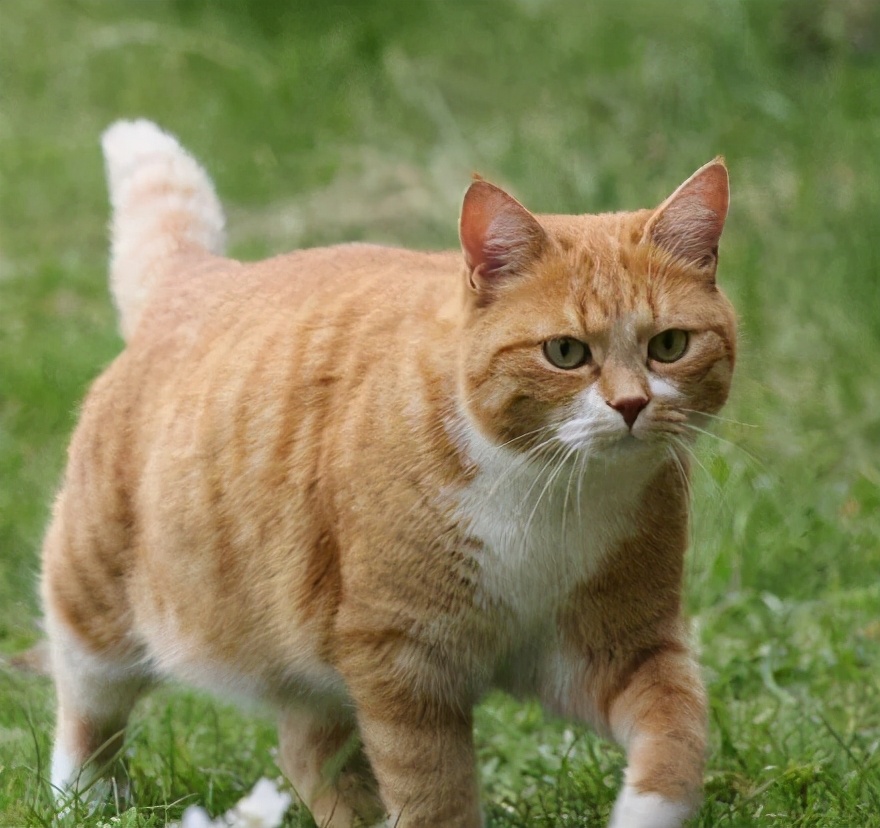 What is the charm of the Chinese Garden Cat?Qian Zhongshu fights for ...