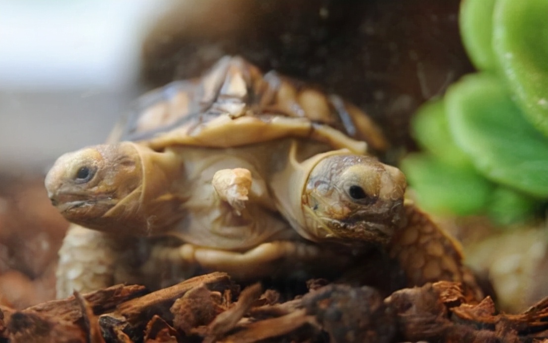 The United States has discovered a six-legged two-headed turtle, which ...