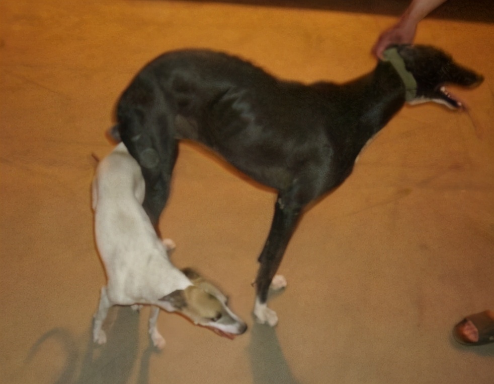 Do the native dogs become "conjoined" couples after mating?Forced to be ...