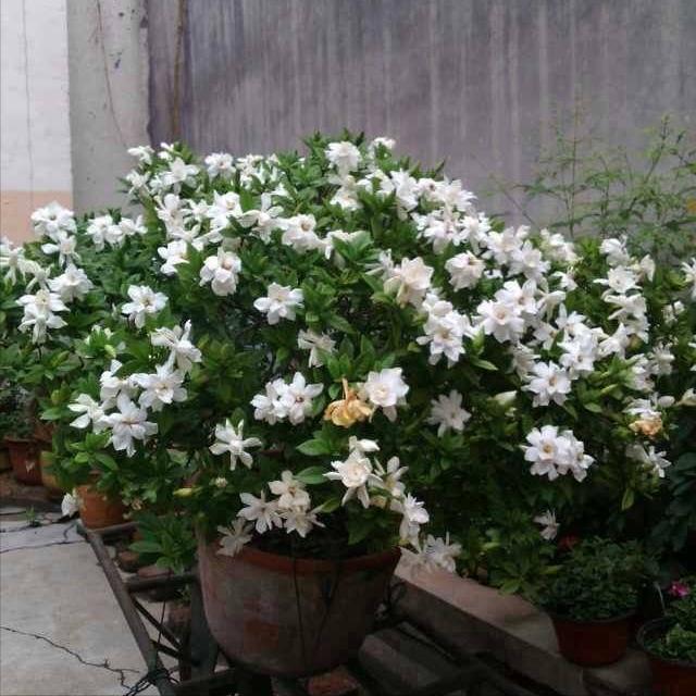 4 kinds of "riches and noble flowers", the more they are raised, the ...