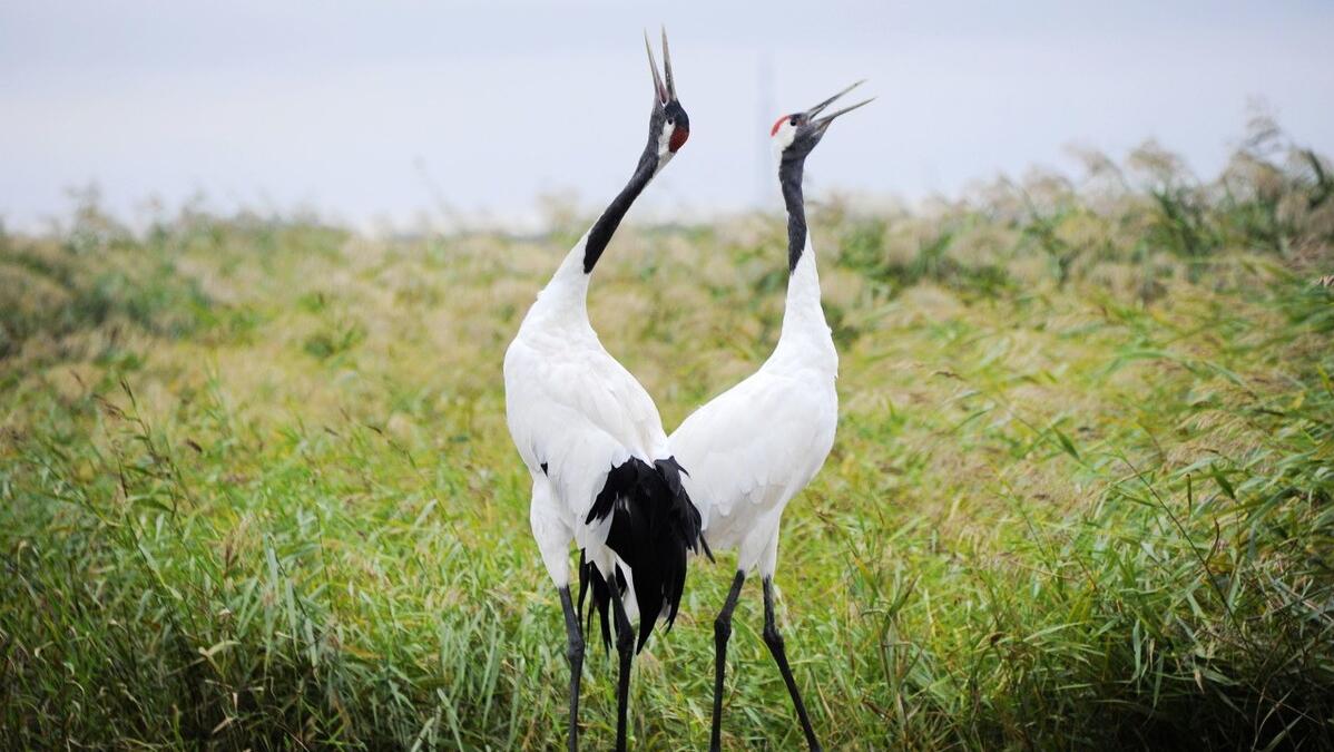 Who is the national bird?The crested ibis is at high risk, the English ...