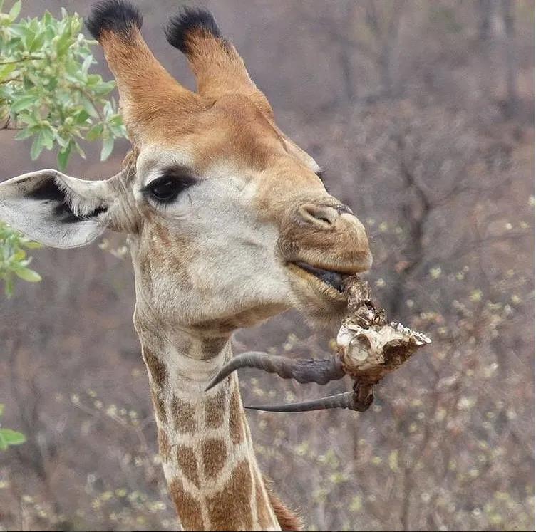 Snapshots of the wonders of the animal world that make people ...