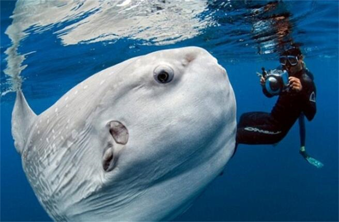 Why is the sunfish that won't escape even if it is bitten? - iNEWS