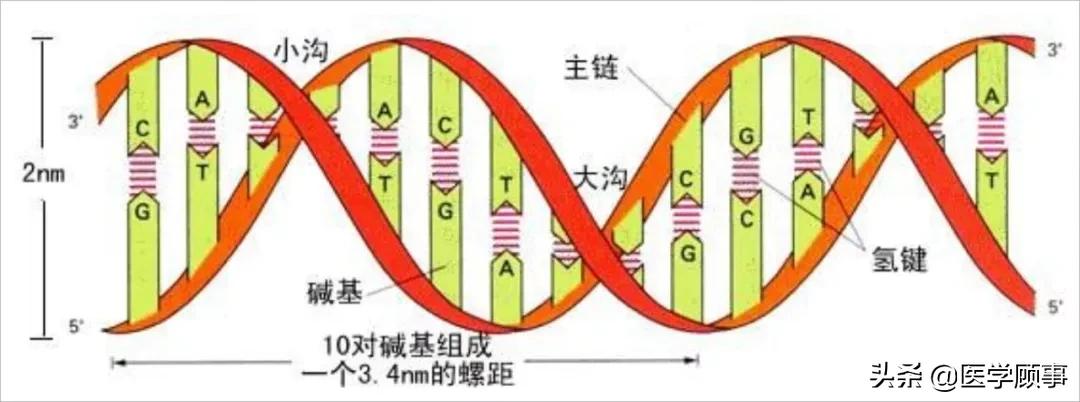 For the first time to "see" the DNA quadruple helix in living human ...