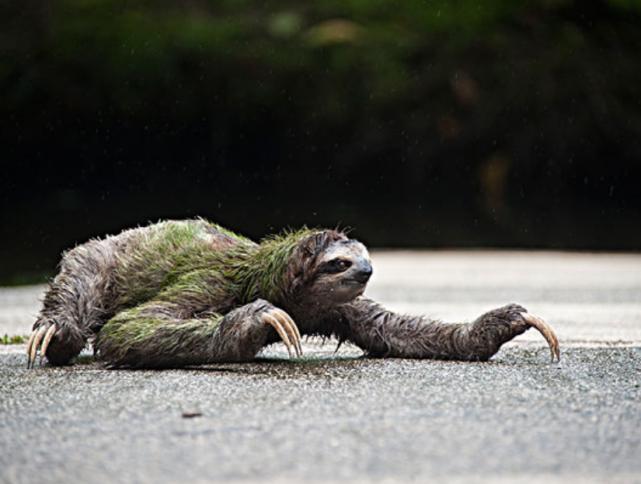Sloths move very slowly, and the snake is accurate with one bite. Why ...