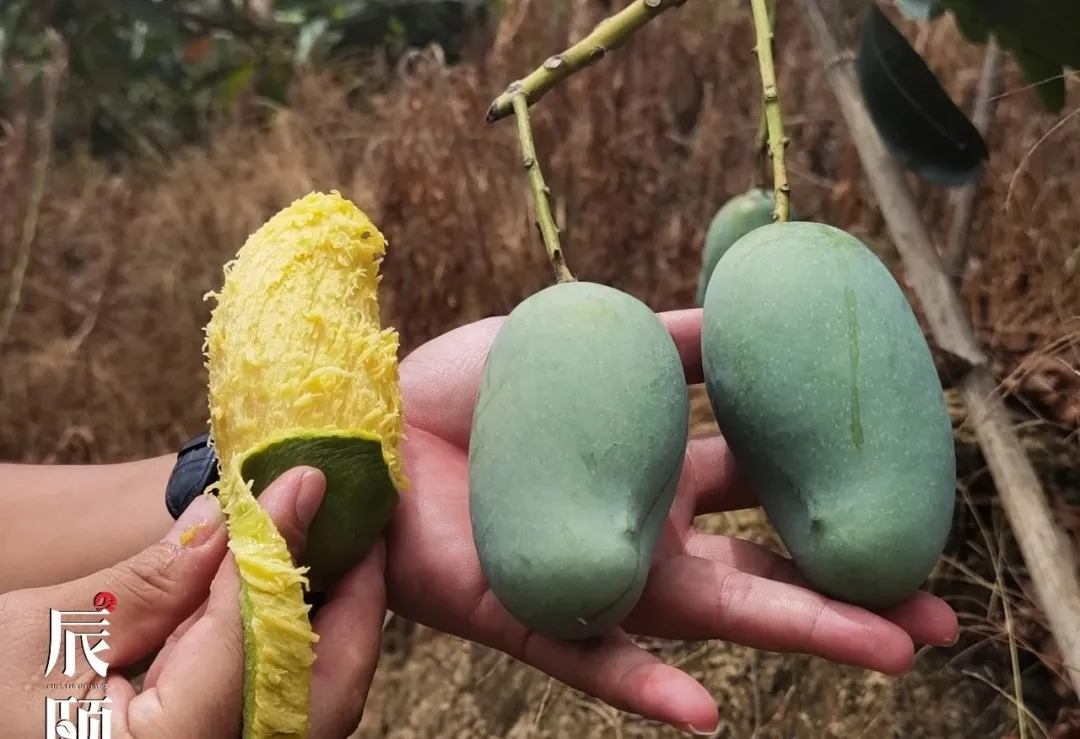 Chenyi Story Guiqi Mango: Unique milky aroma, sweeter than first love ...