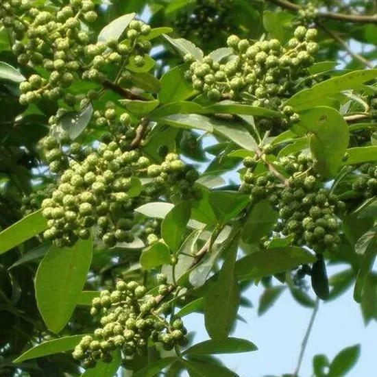 Relieve the prejudice of Sichuan cuisine, one of 24 flavors, pepper and ...