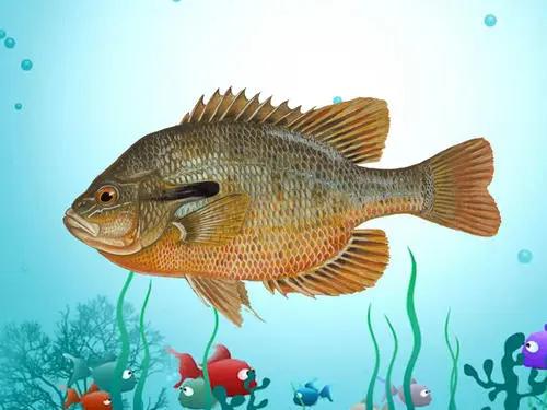 American sunfish invaded Japan, spawning more than 60,000 eggs ...