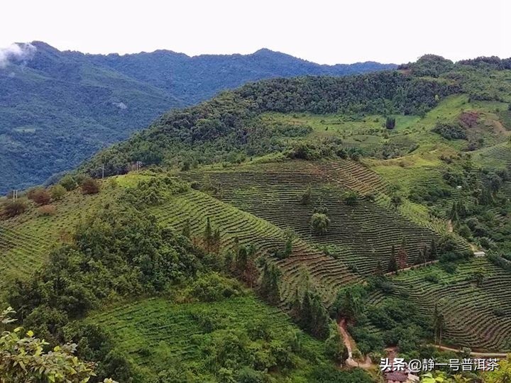 Dayi's first productive force, Bada and Bulangshan tea plantations - iNEWS