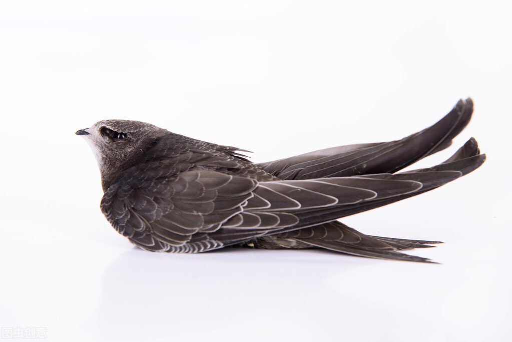 The legendary "footless birds" have a speed of 110 kilometers per hour ...