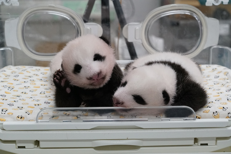 Ueno Zoo welcomes new baby pandas - iNEWS