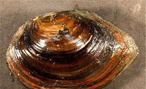 What are the world's most immortal creatures? Ten creatures are known ...