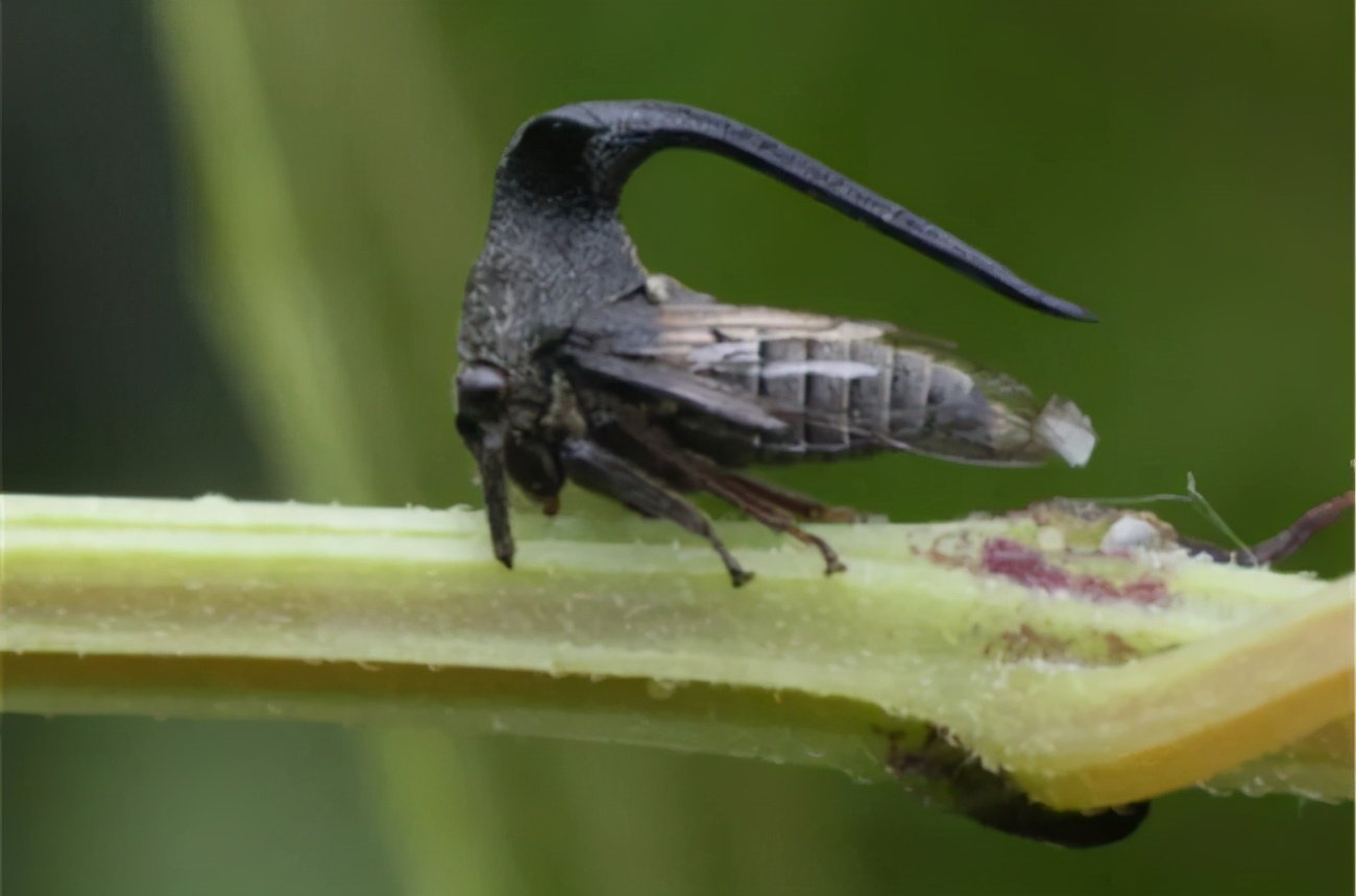 Insects resembling alien creatures: horned cicadas - iNEWS
