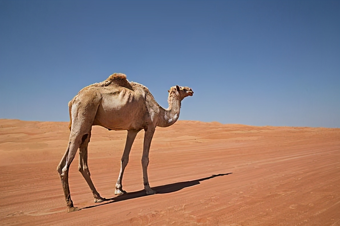 How hate this is!Australia killed 10,000 camels in 5 days and even ...