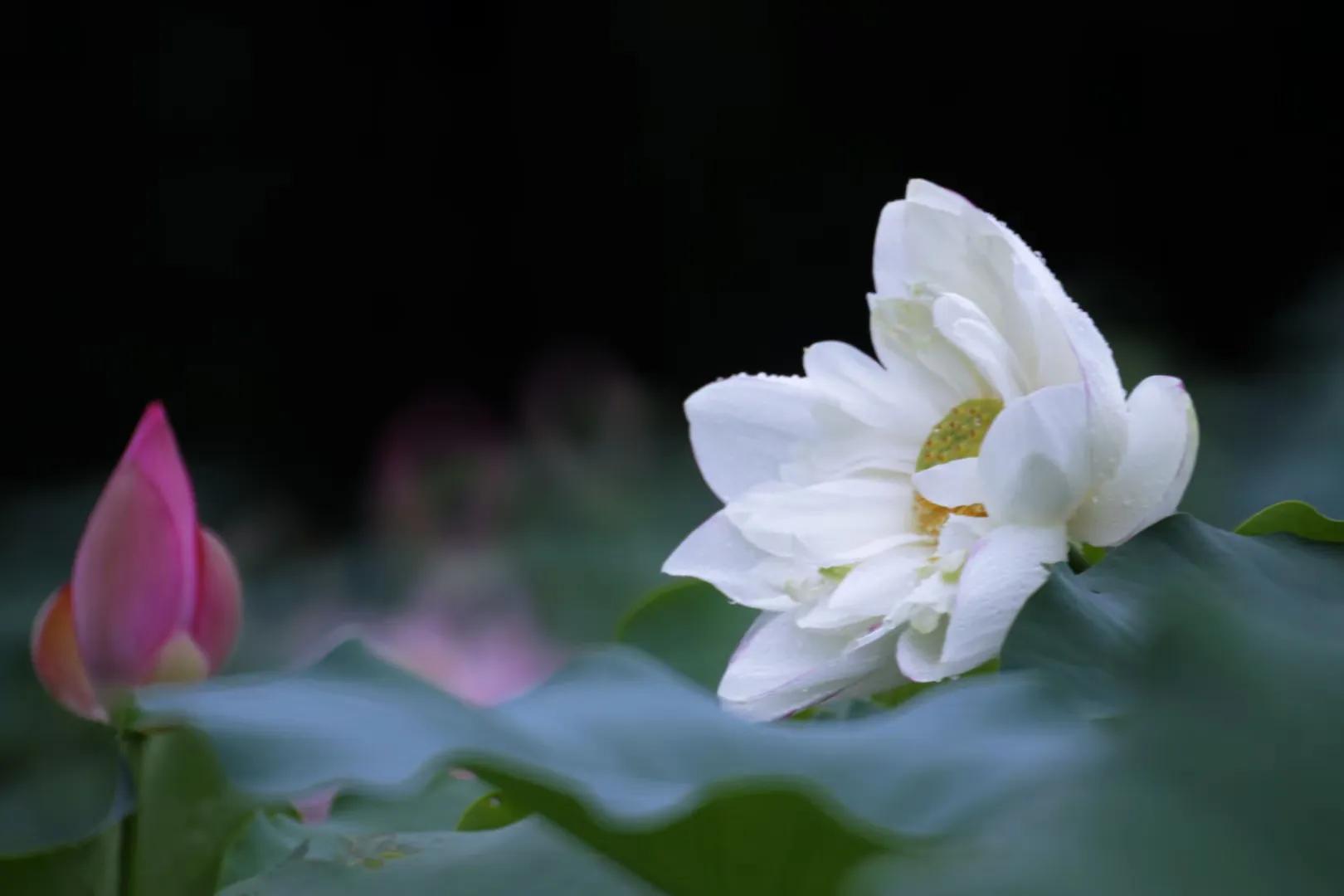 Knowing the "Yogi's Land Theory" from the Dependent Origination - iNEWS