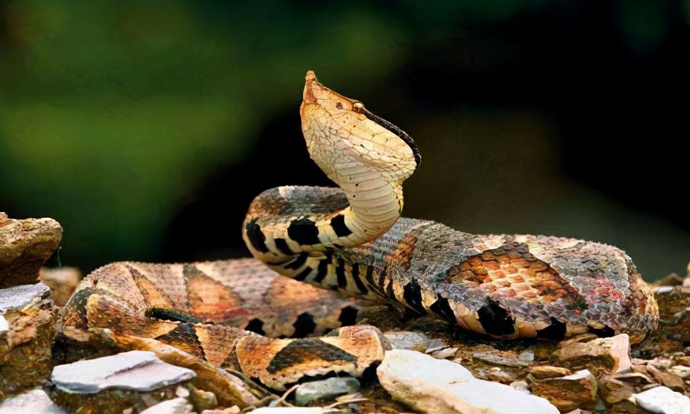 How many snakes do you know about these snakes of the snake family ...