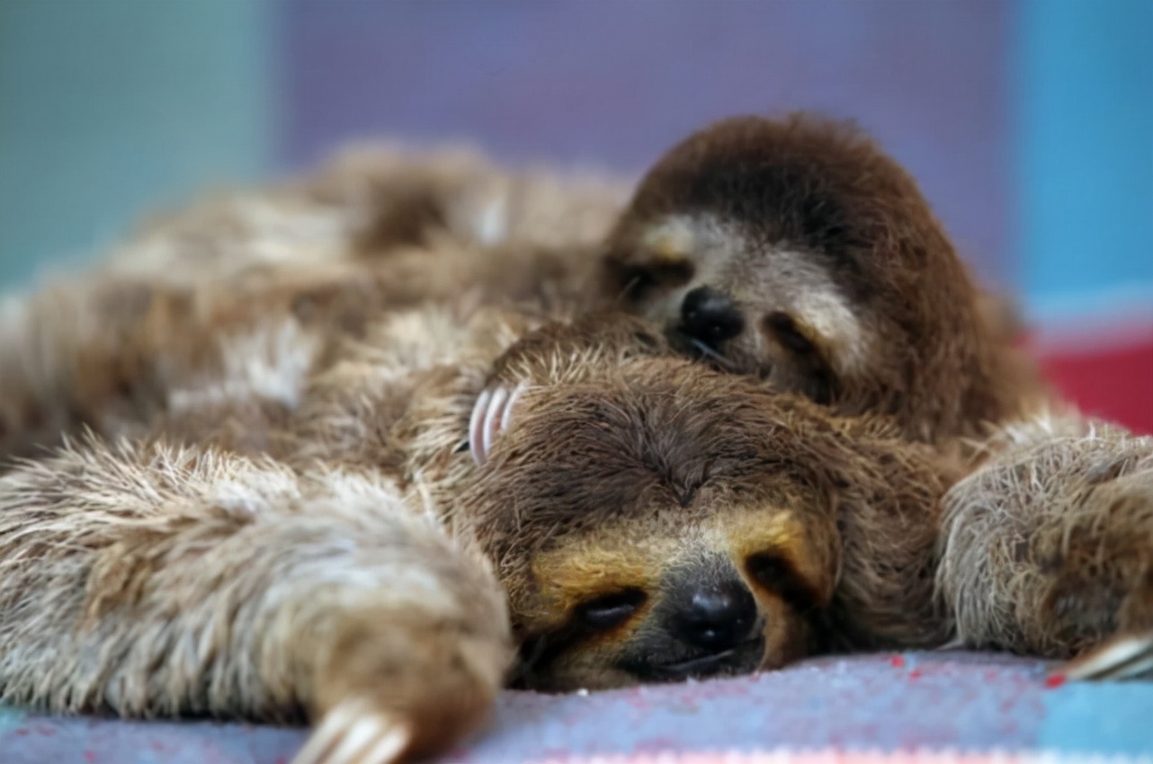 Sloths move very slowly, and the snake is accurate with one bite. Why ...