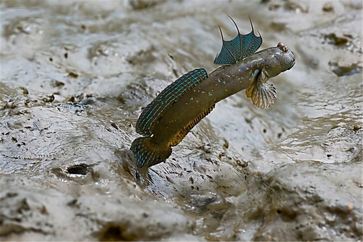 Living without water, able to go ashore and climb trees, this kind of ...