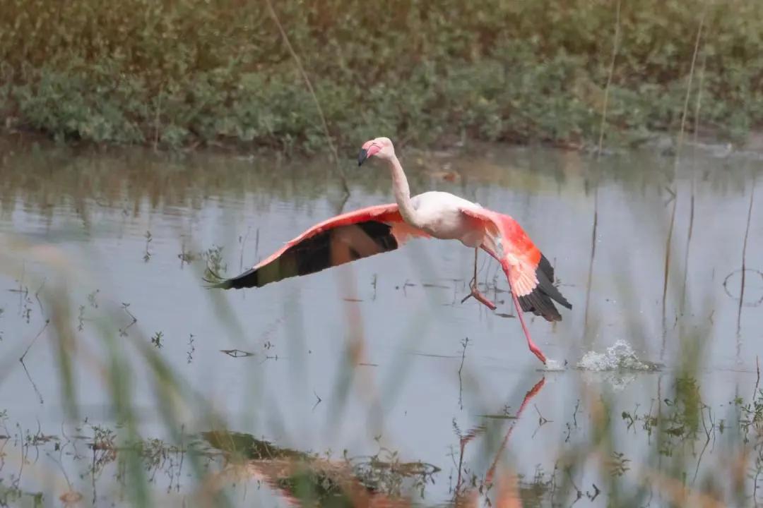 rare!Jingmen discovered for the first time - iNEWS