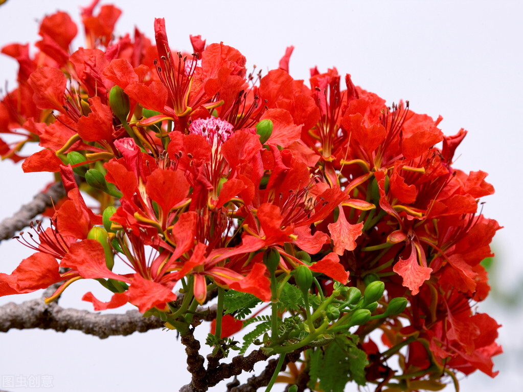 Rootless Trees (7)-Flowers are blooming - iNEWS