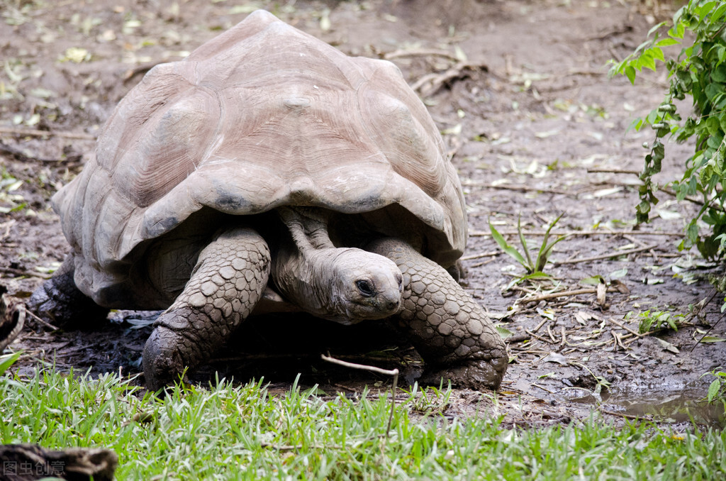 The longest-lived turtle in the world has lived for more than 200 years ...