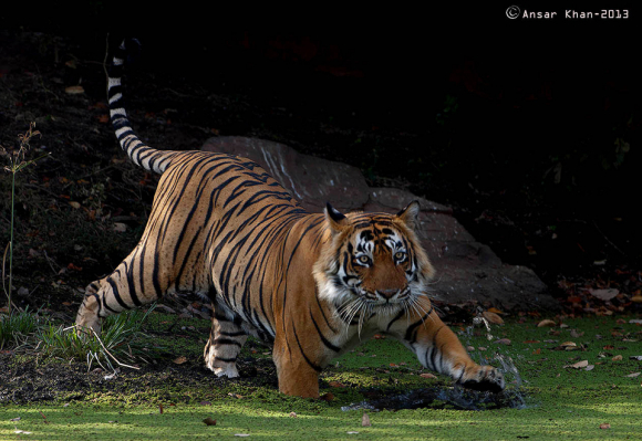 The son of the legendary tiger king: The Sudanese tiger drove high and ...