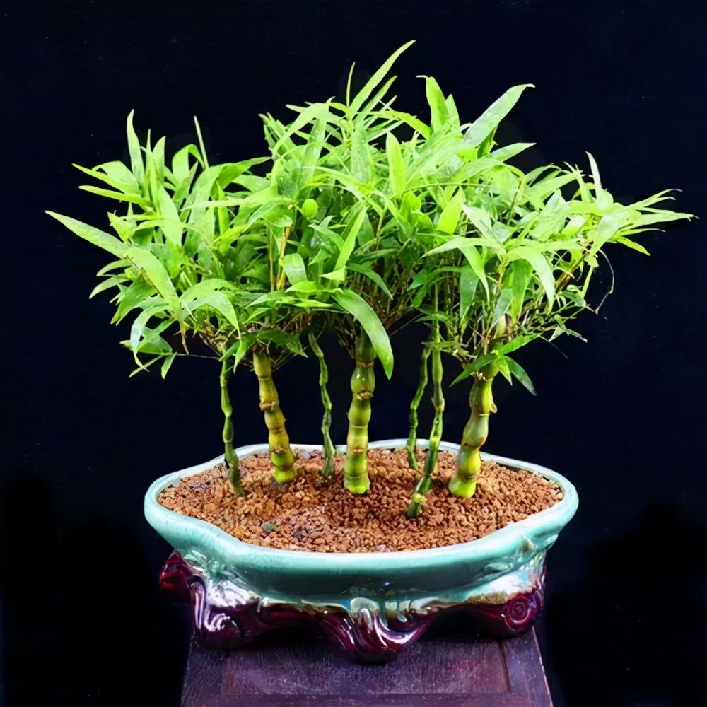 This "fat bamboo" is really peculiar. It has the character and ...