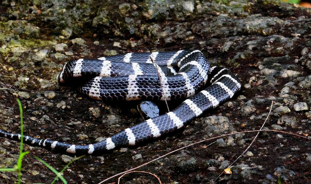 How to prevent venomous snakes in outdoor camping?Enclosed with viper ...