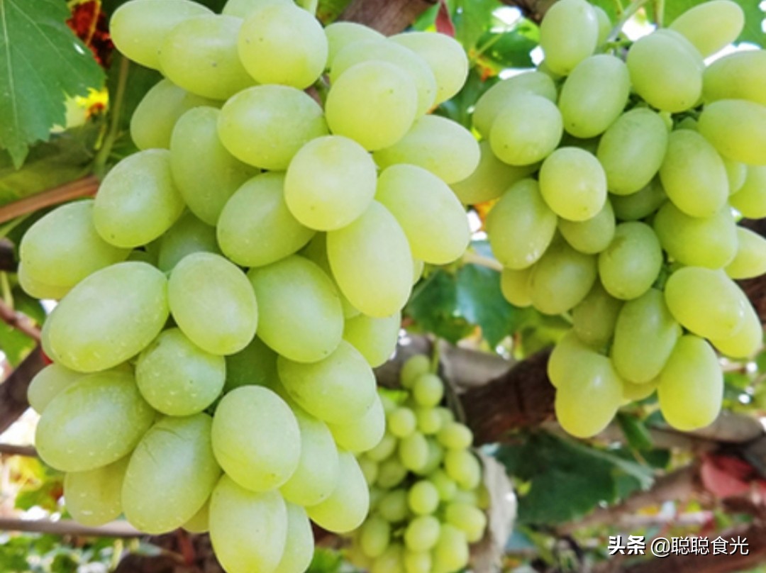 15 common grape varieties, each with its own advantages and ...