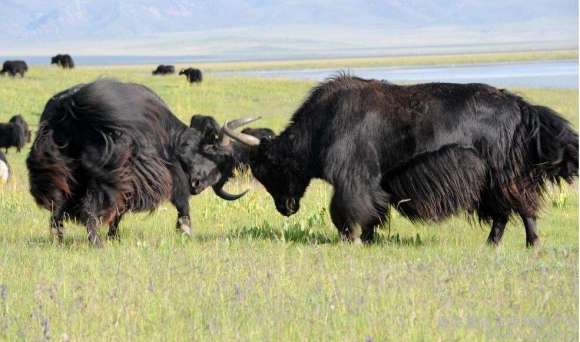 Are yaks wild?Able to fight wolves and bears, fierce courtship ...