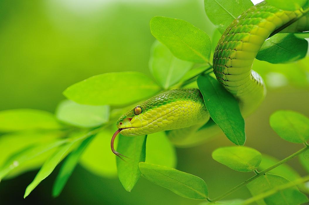Bamboo Leaf Green Snake: The top hidden master of snakes, both a ...