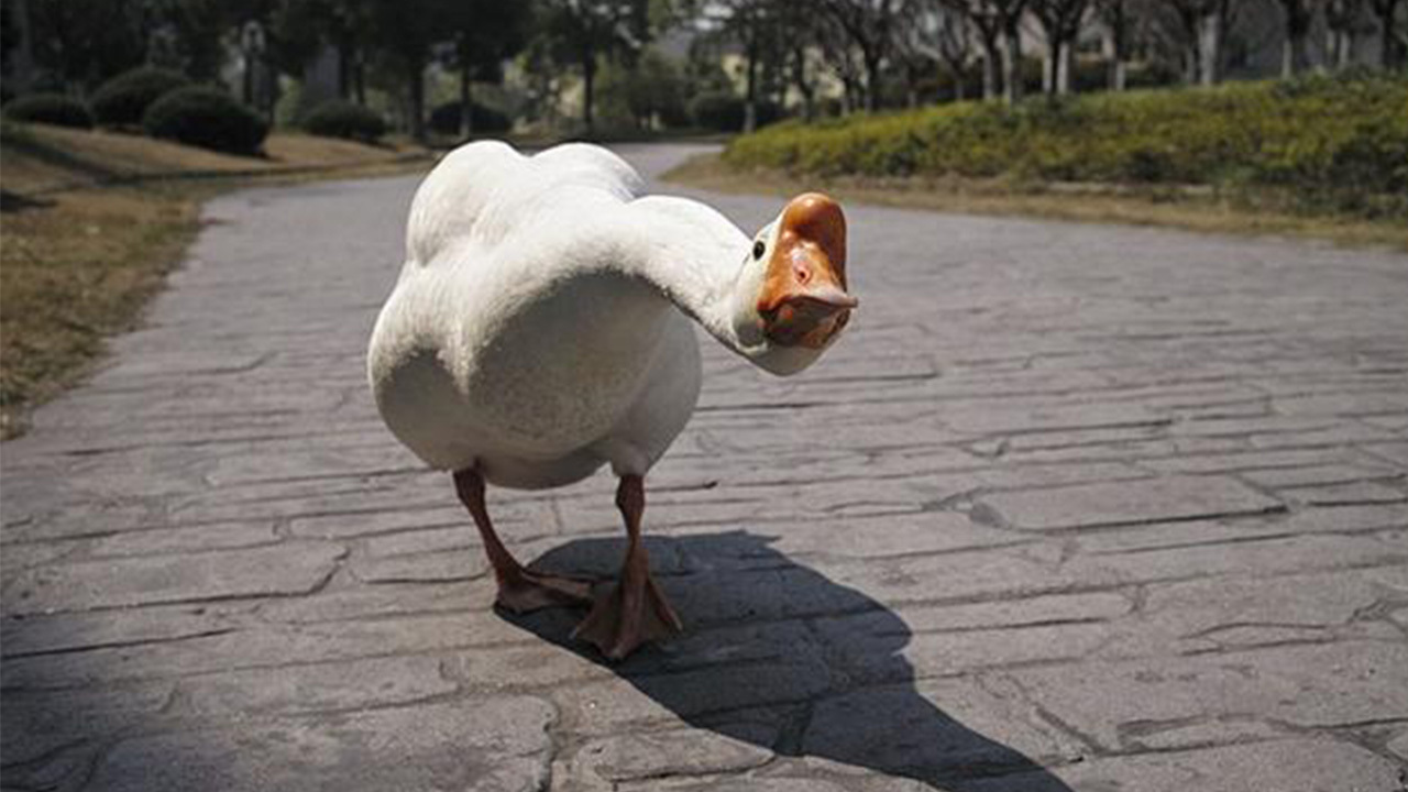 Why do snakes run away where there are geese, and goose dung can really ...