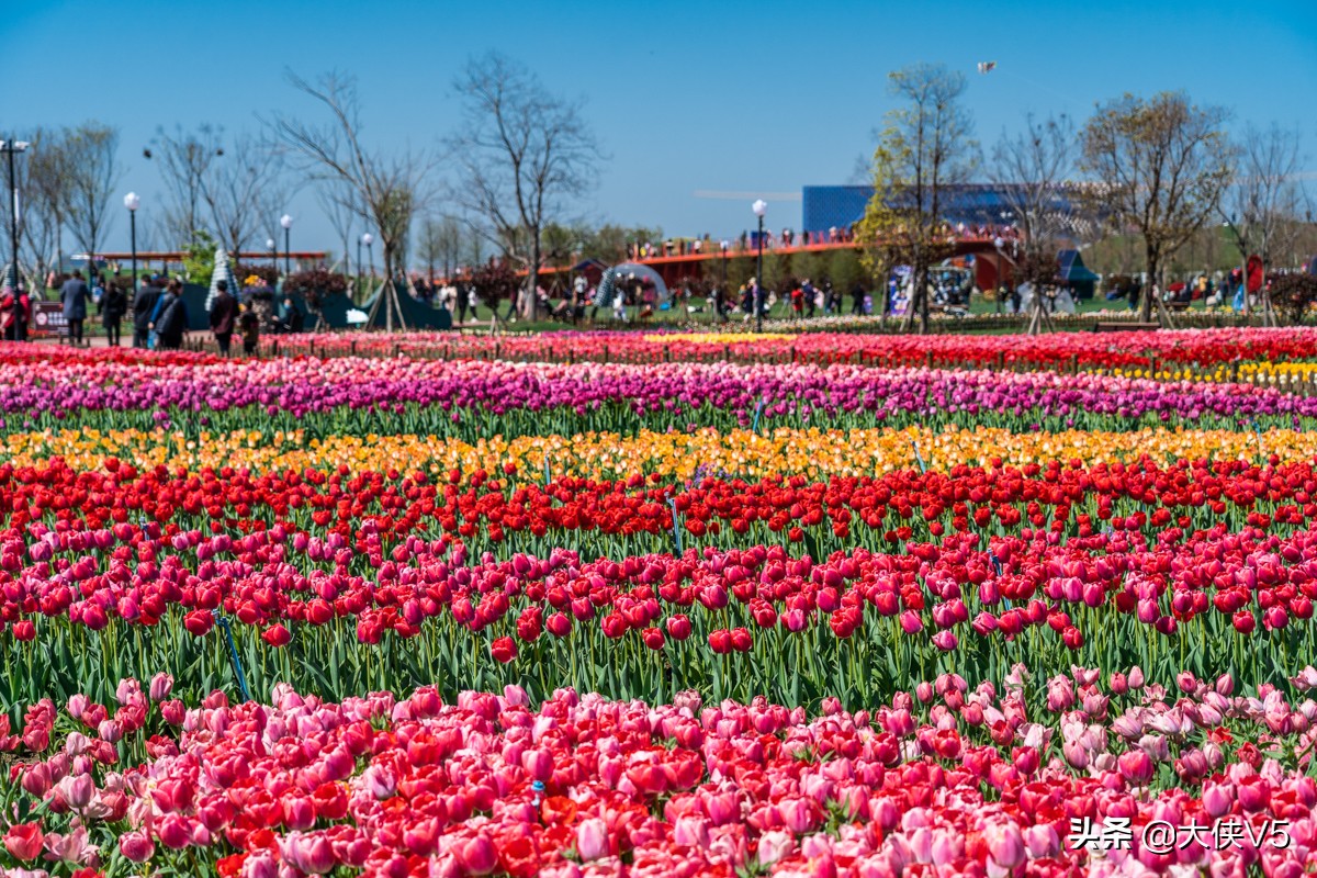 The first sea of tulips in China, over 3,000 acres and more than 30 ...