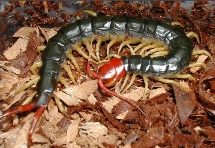The centipede is actually male and female! Its internal structure is so ...