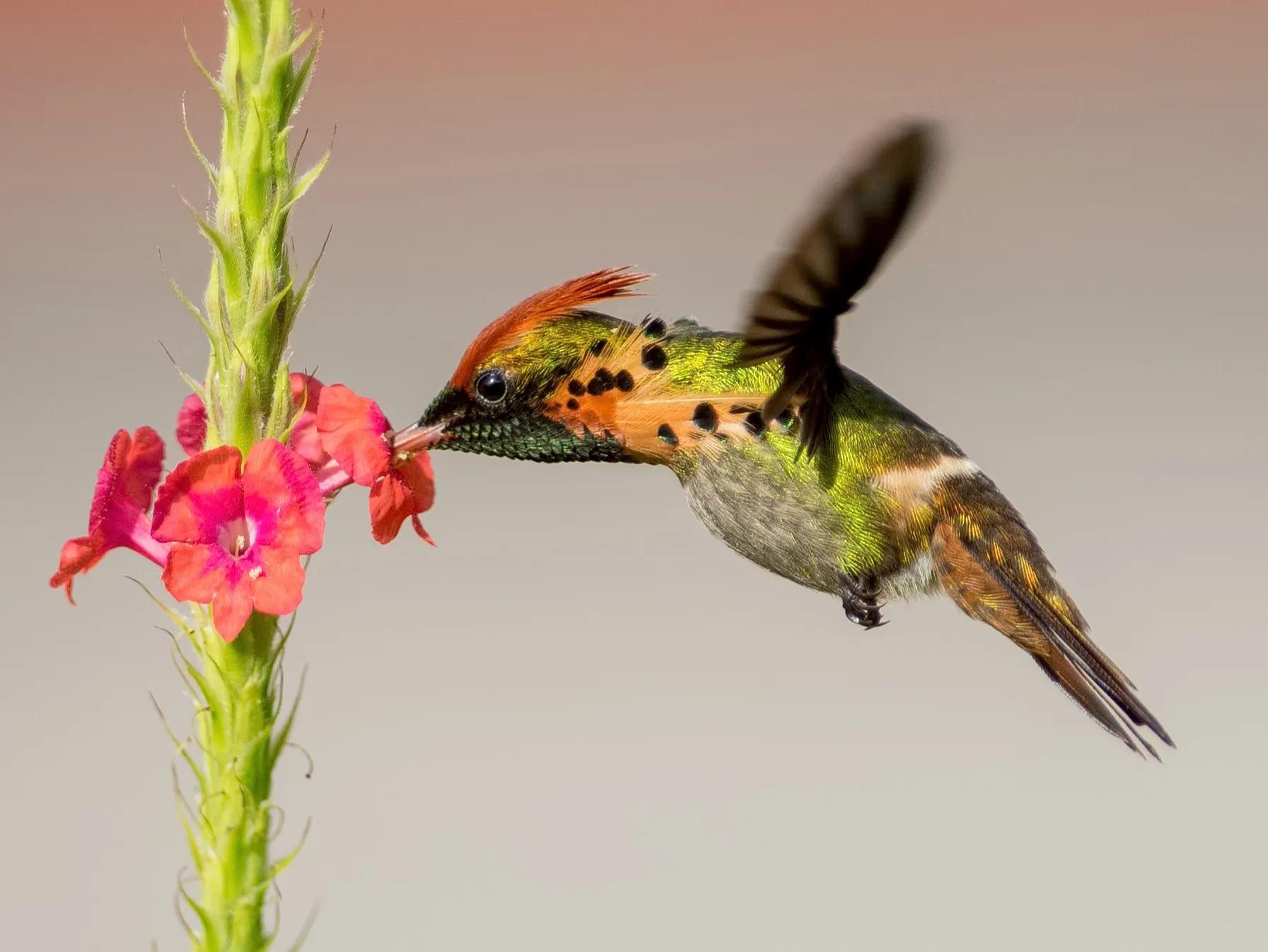 The hummingbird among the hummingbirds, the elves among the elves - iNEWS