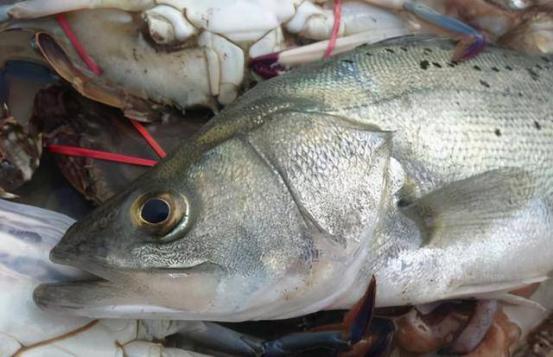 When steaming sea bass, keep in mind the secret of "don't put two, add ...