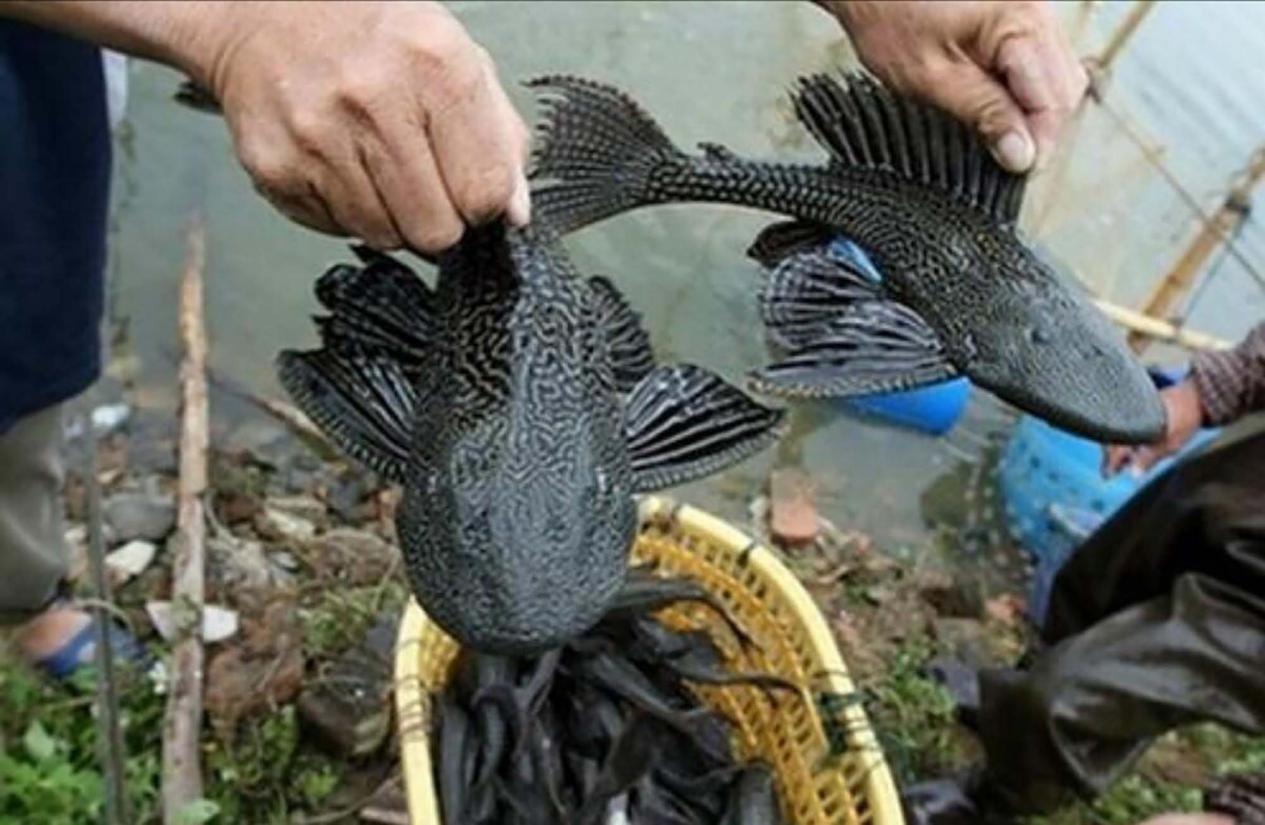 Why can scavenger fish flood in China? Please check the rank of ...