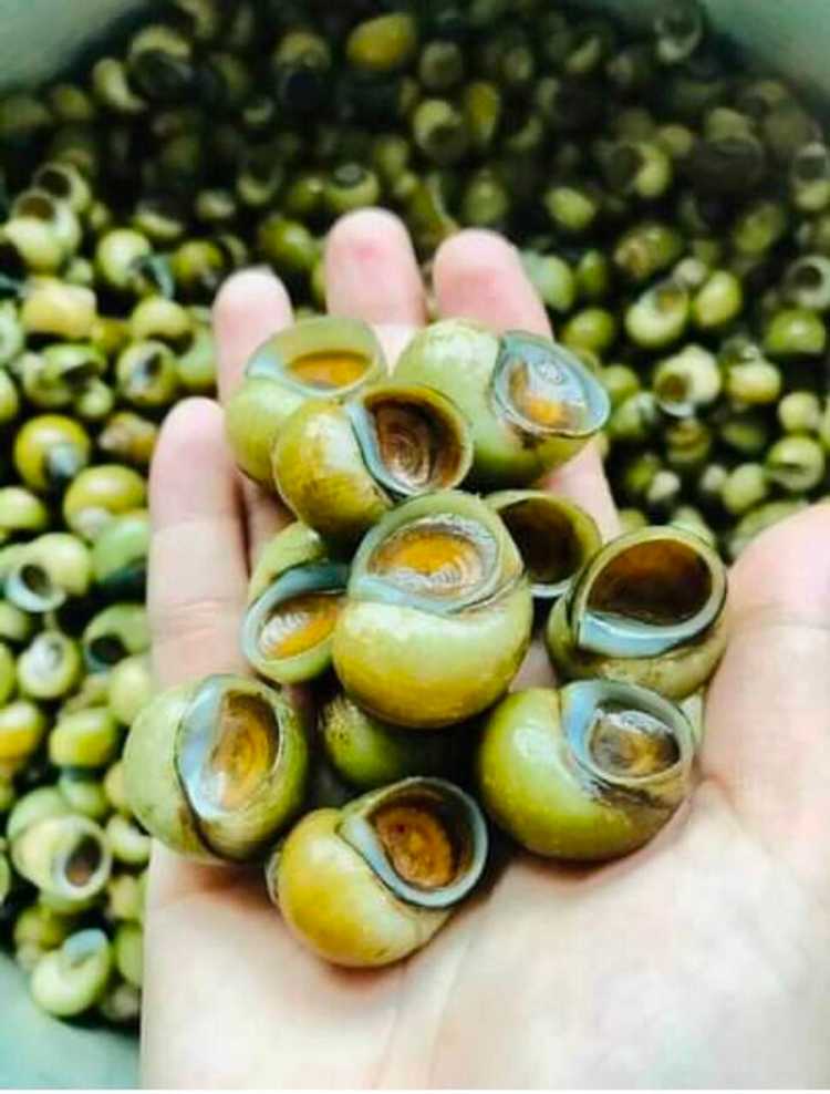 Snails are called "coconut snails" in Cambodia. What is the difference ...