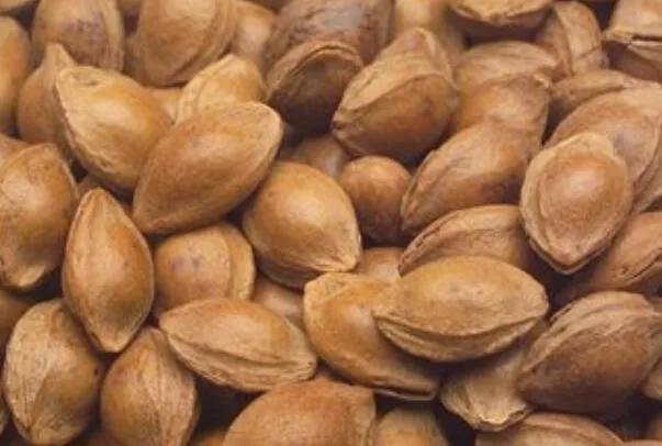 How is the difference between sweet almonds and bitter almonds better ...