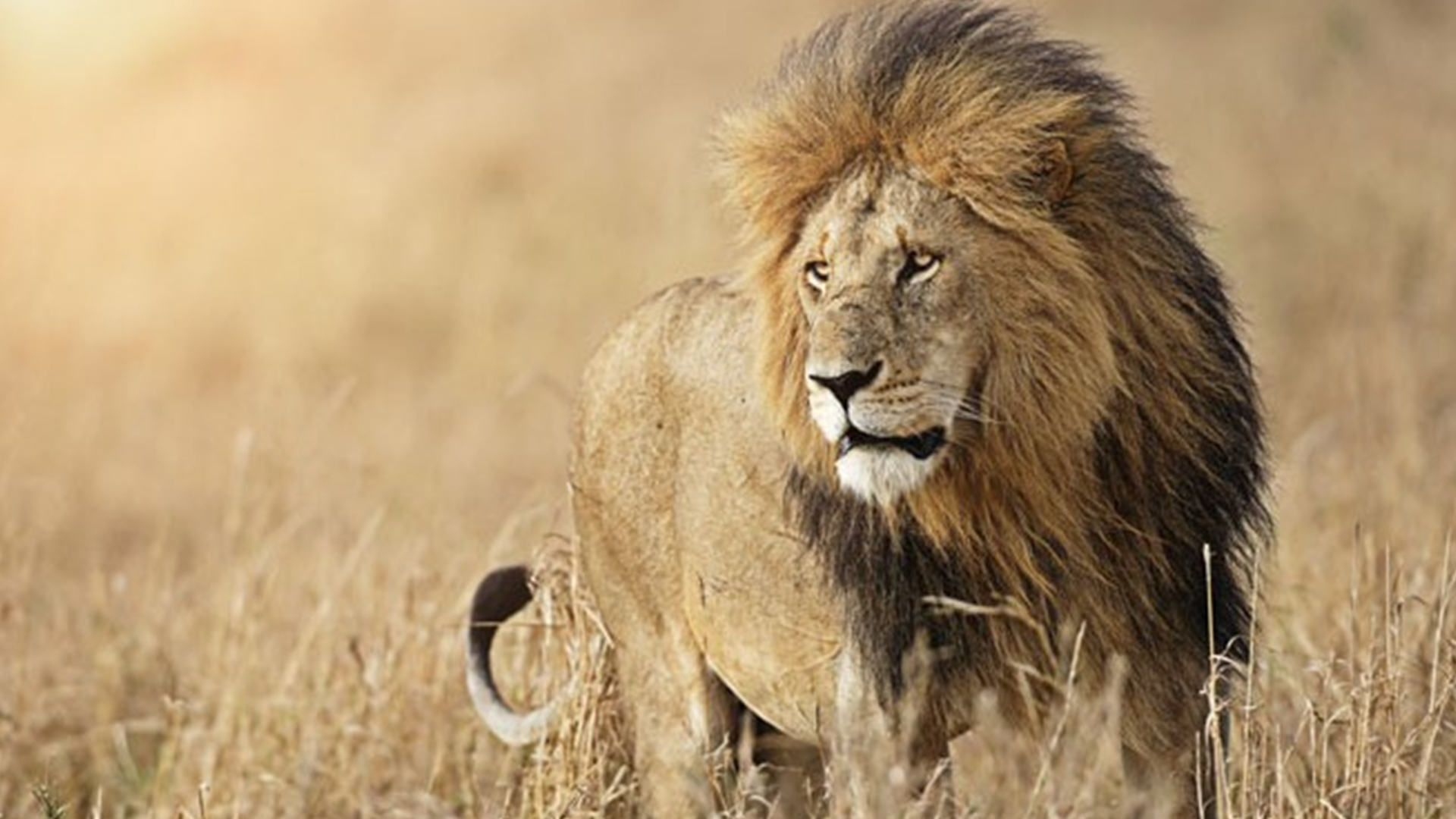 Inventory of the 10 most dangerous lion kings: Old Enli ranked fourth ...