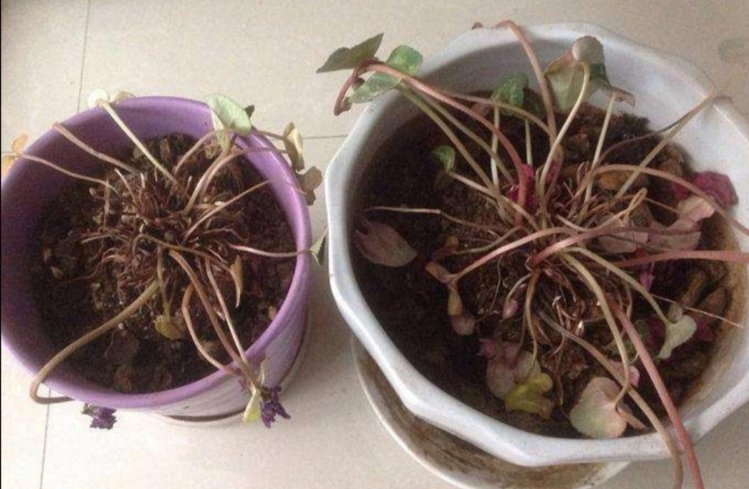 Cyclamen should "sleep" in summer, and manage them according to three ...