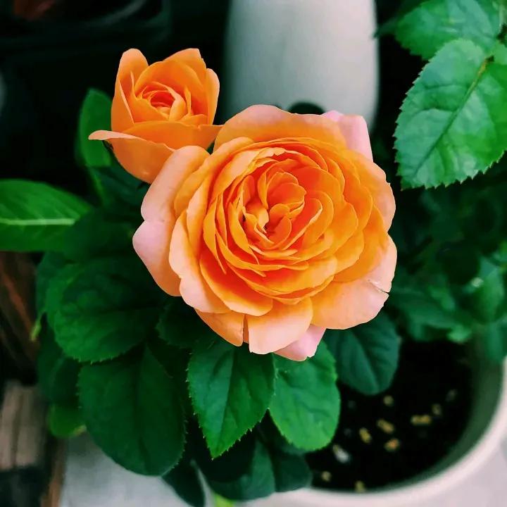 Keep 4 kinds of water for growing flowers, use once a month, the leaves ...