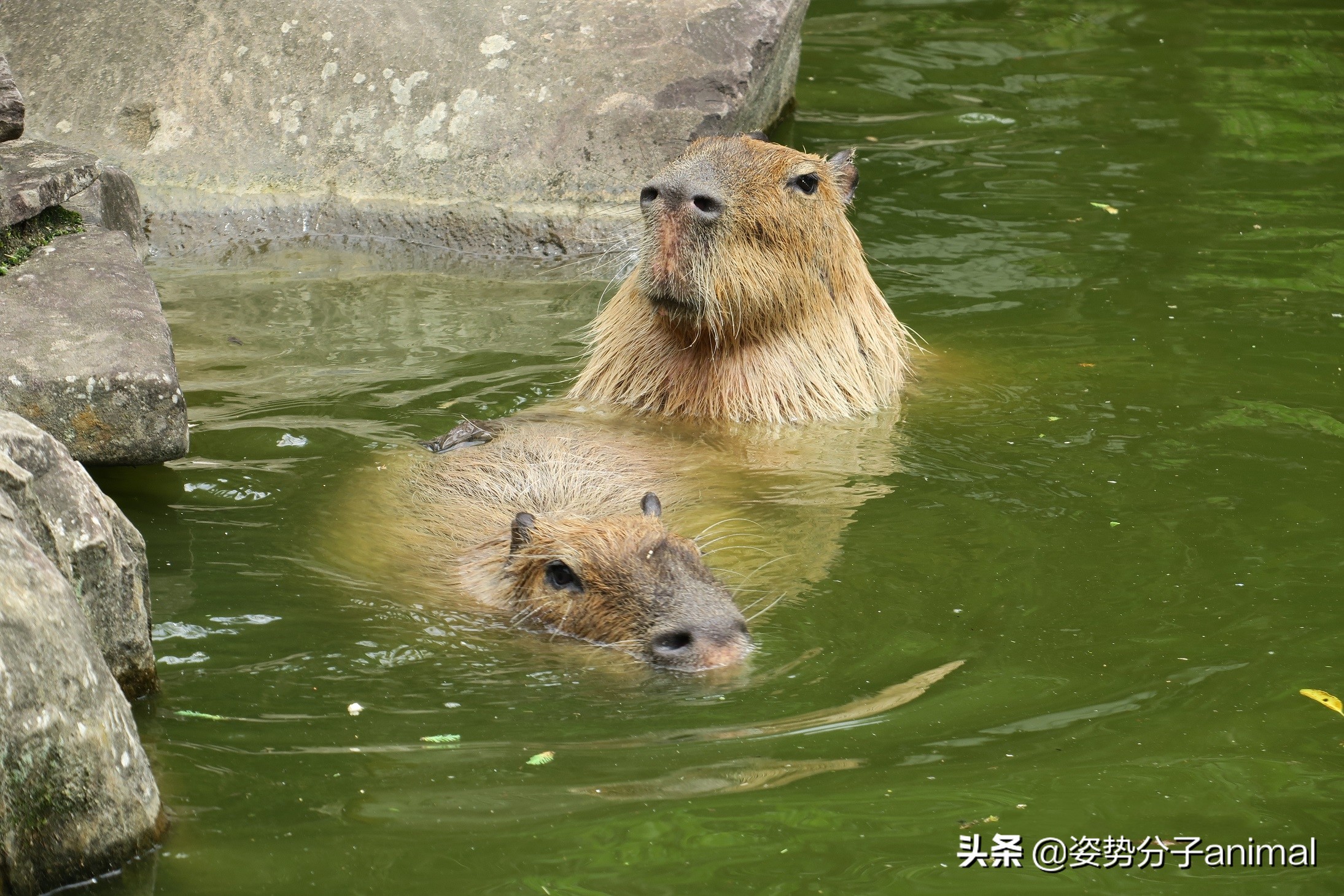 Animal community flower: Capybara, how does it mate and reproduce ...