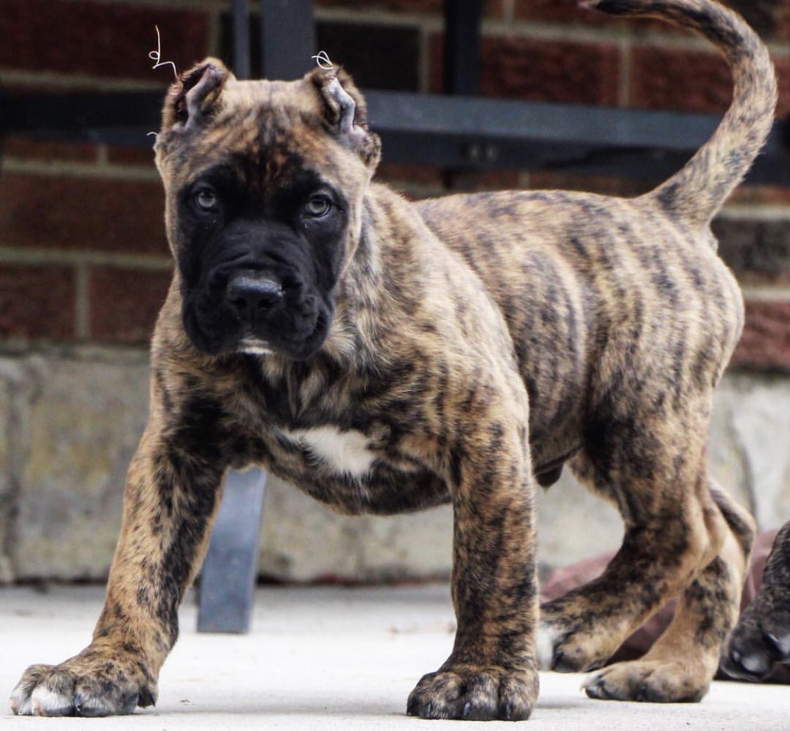 The 5 most ferocious dogs in the world can defeat wolves - iNEWS