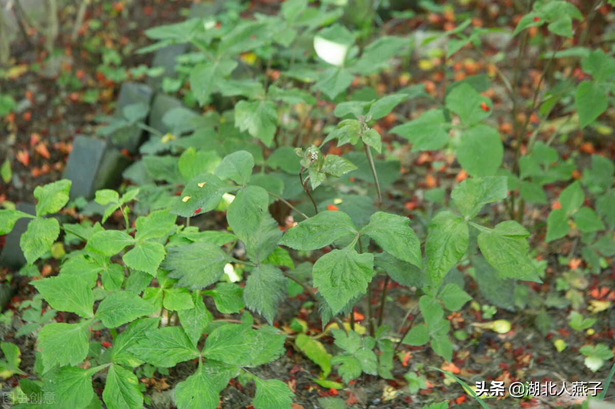 66 big pictures of wild vegetables, show you different wild vegetables ...