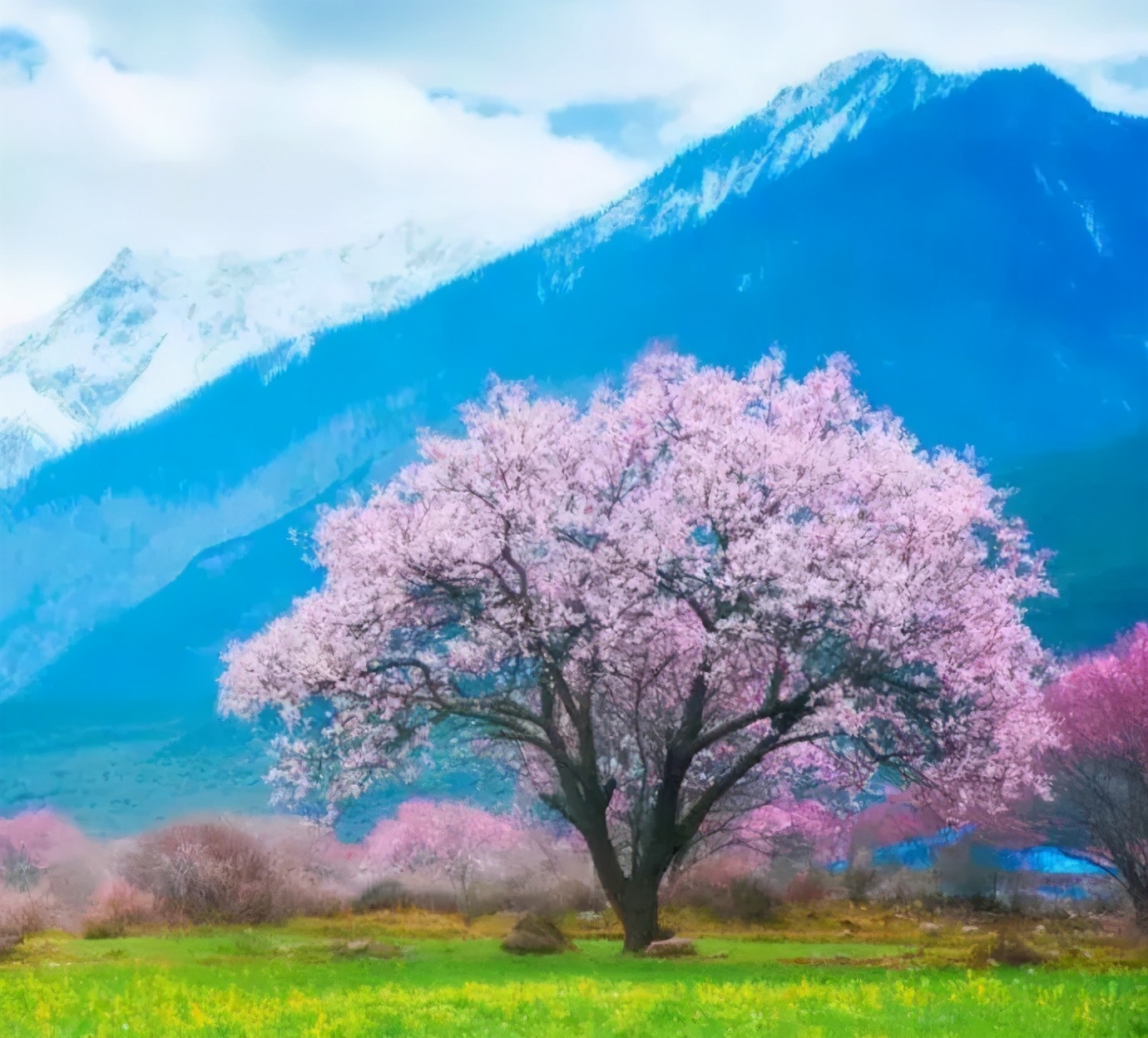It's another year of flower viewing! 2021 new spring guide, 11 romantic ...