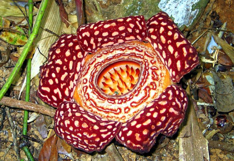 The origin and ecology of "Pokémon": Are the smelly flowers and the ...