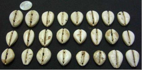 Shell currency: the earliest currency of ancient people - iNEWS
